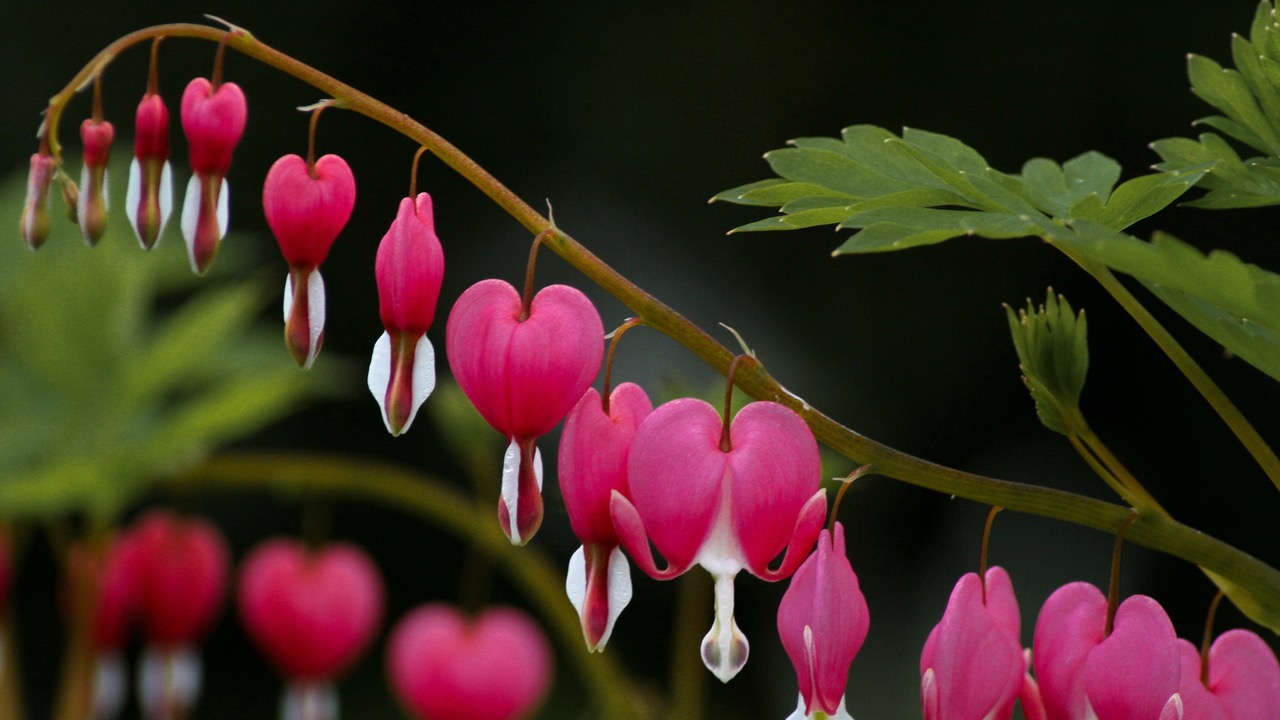 Simple Sincere Sweet and Slow - Sanctuary for the Heart