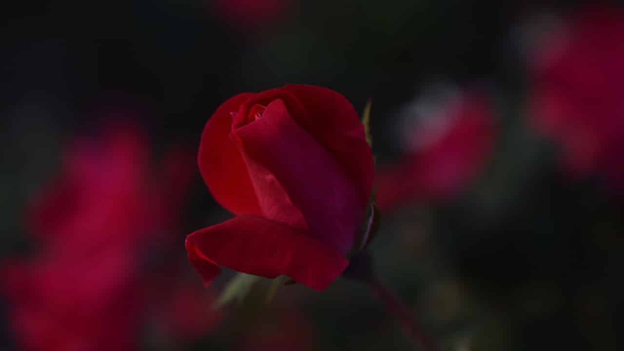 The Born and the Unborn - Sanctuary for the Heart